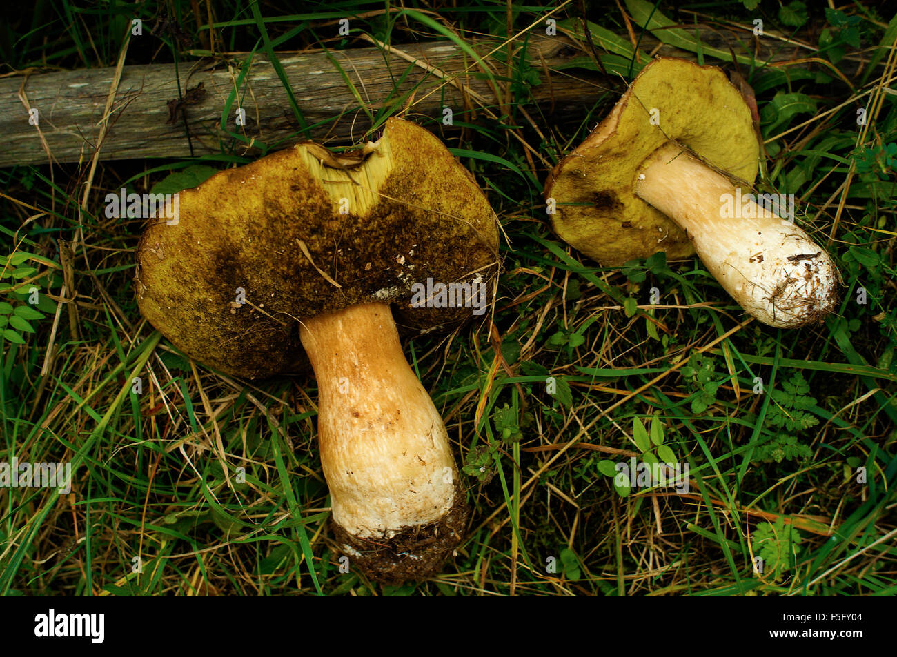 Two big mushrooms from the Boletus family lying onto the green grass ...