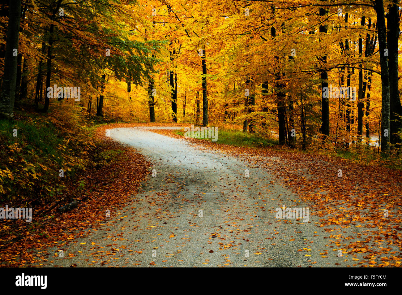 Asphalt road winding through brightly coloured trees in autumn Stock ...