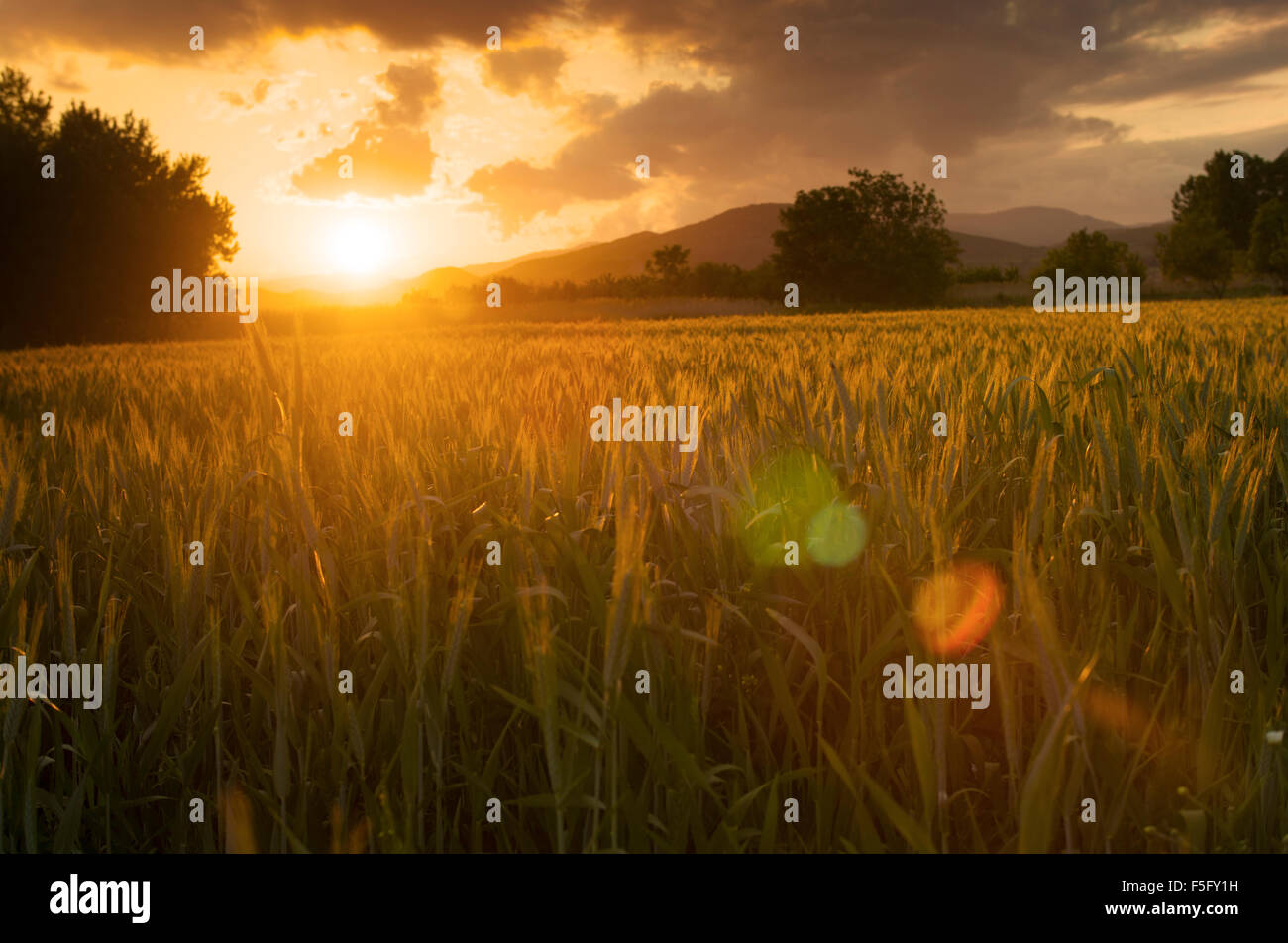 Beautiful golden sunset wheat fields hi-res stock photography and ...