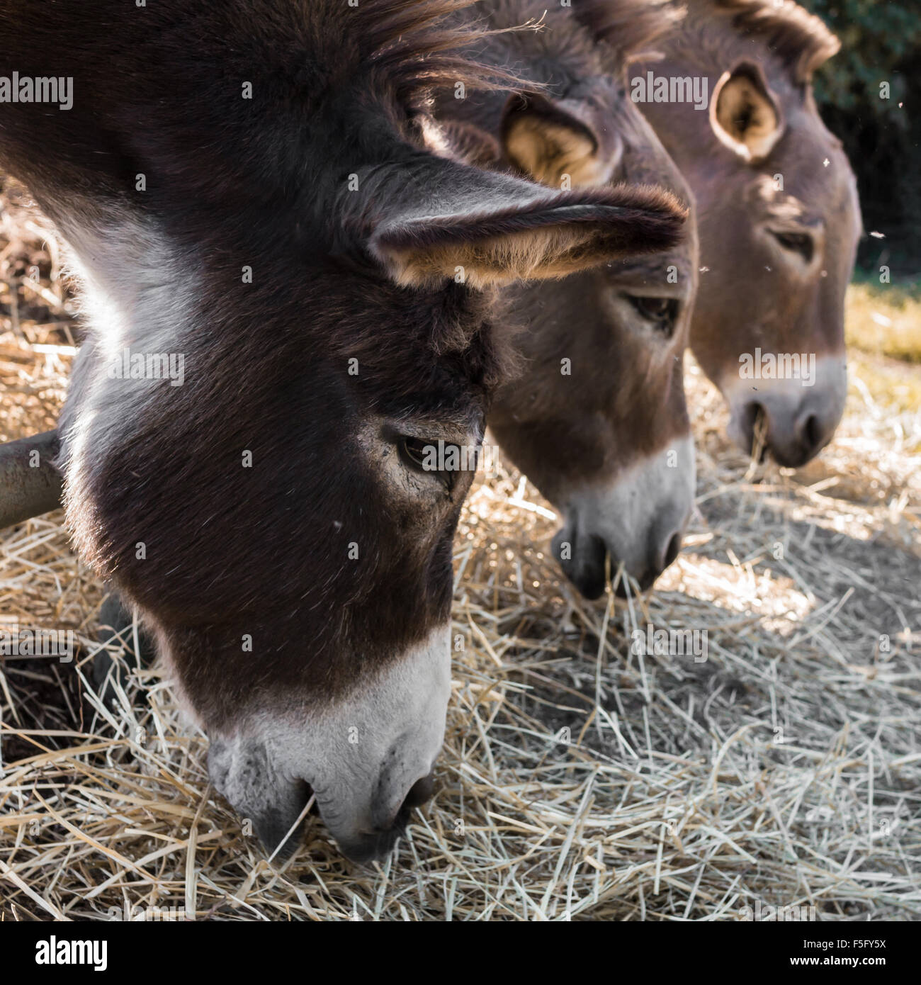Three lovely donkeys eating the hay in a corral Stock Photo - Alamy