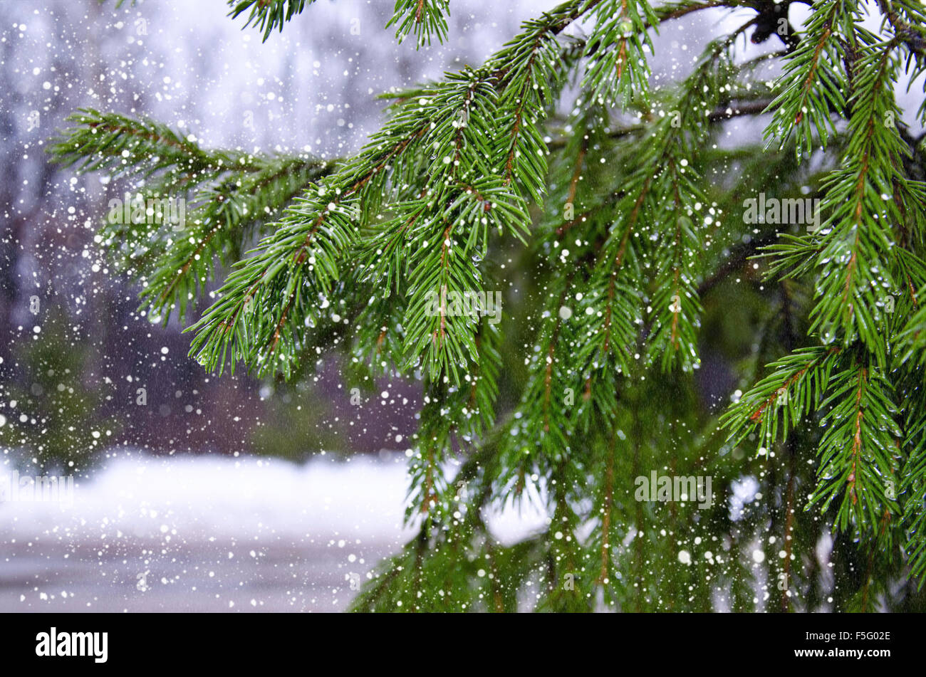 Wet snow falling hi-res stock photography and images - Alamy