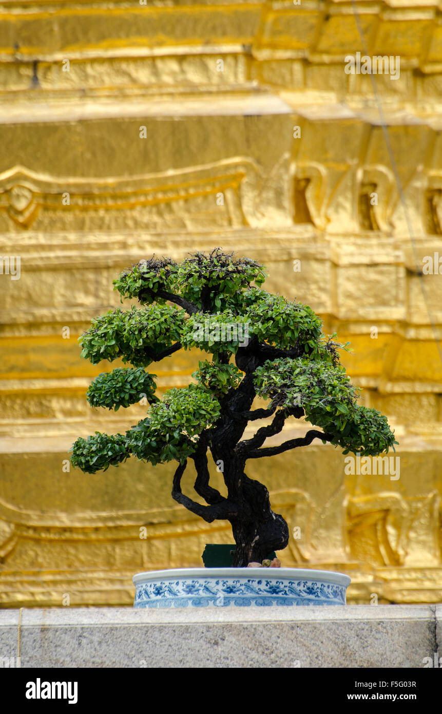 Bangkok (Thailand), bonsai Stock Photo - Alamy