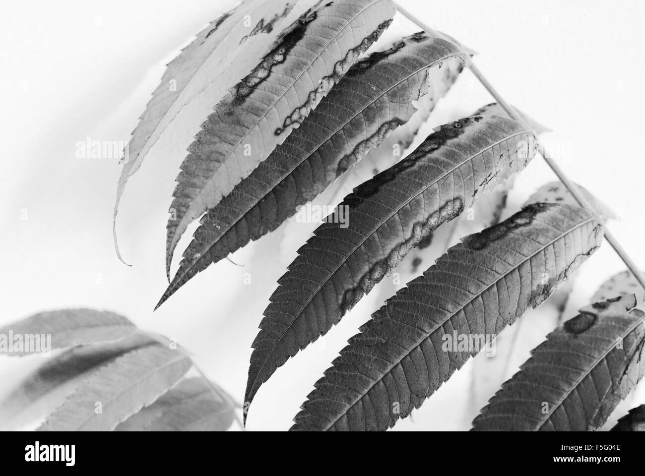 leaves, bw, close up Stock Photo - Alamy