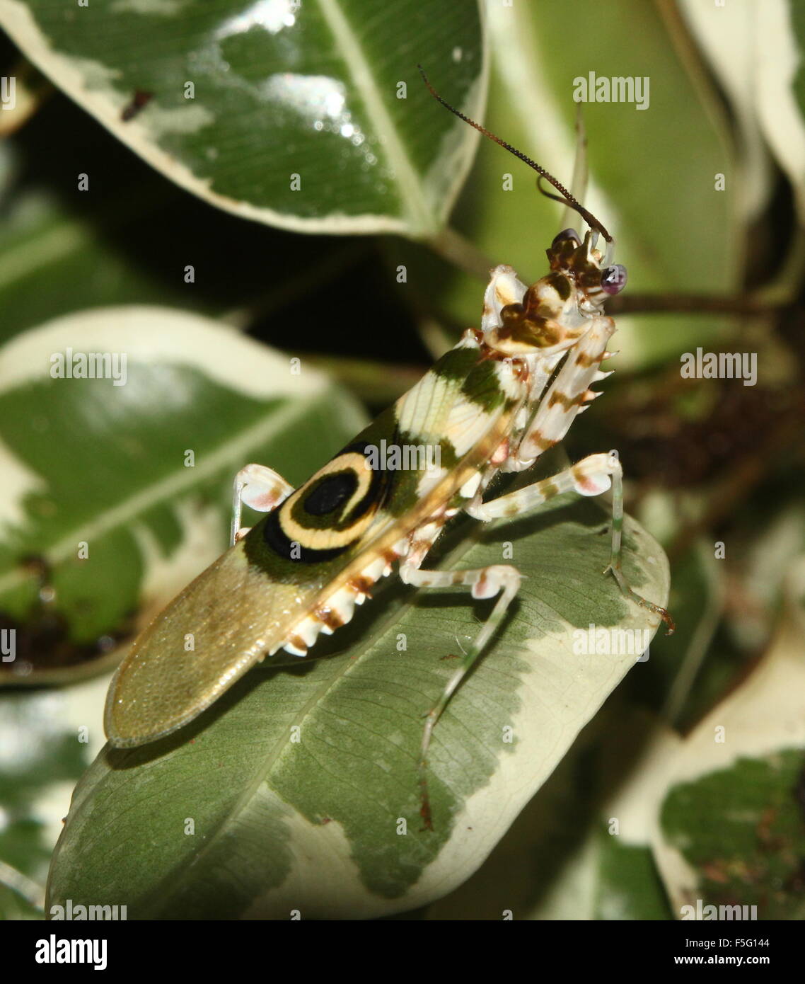 East African Spiny flower mantis (Pseudocreobotra wahlbergi) posing on ...