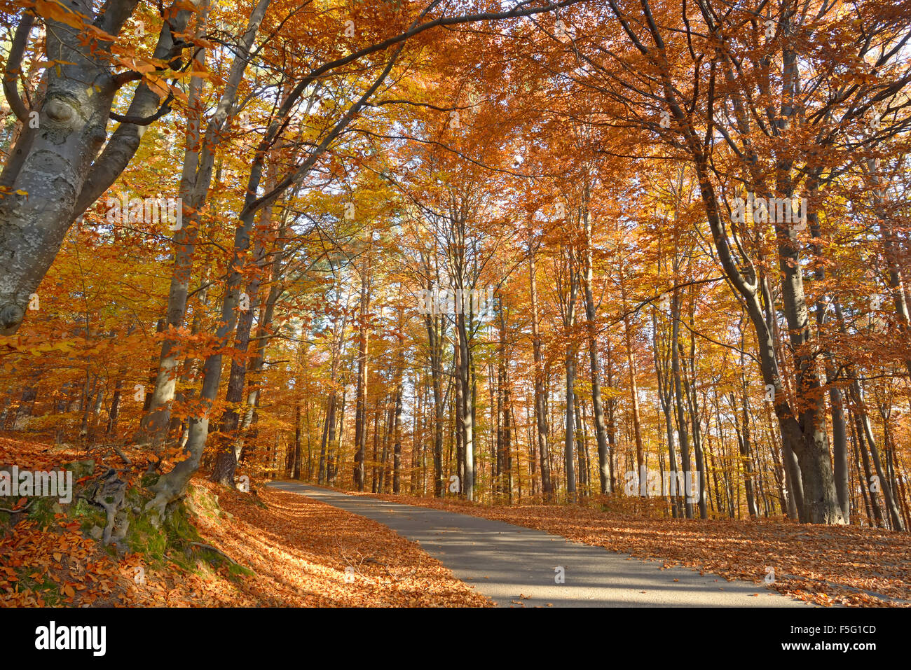 Autumn landscape on road with trees Stock Photo - Alamy