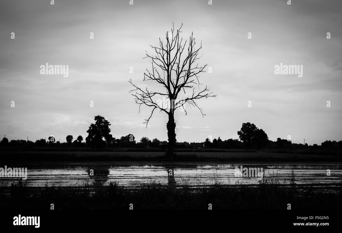 Bleak landscape with tree hi-res stock photography and images - Alamy