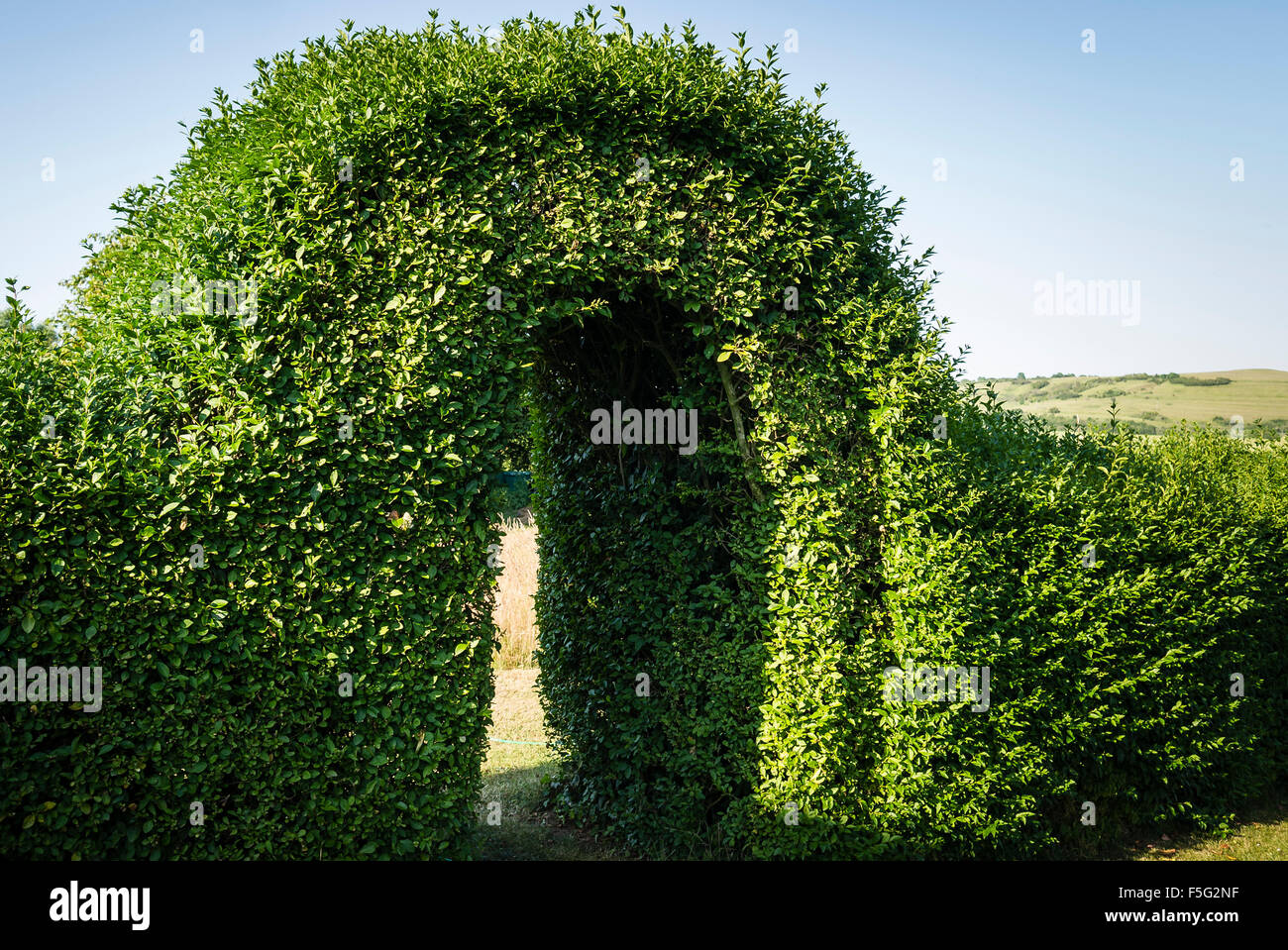 Partly trimmed privet hedge arch in summer giving an original if ...