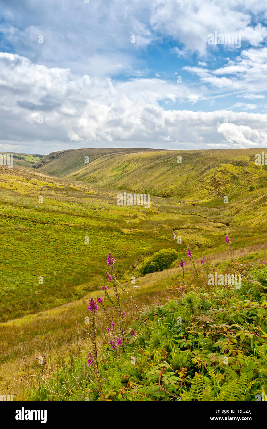 Foxgloves growing on the valley sides of the infant River Exe on Exmoor ...