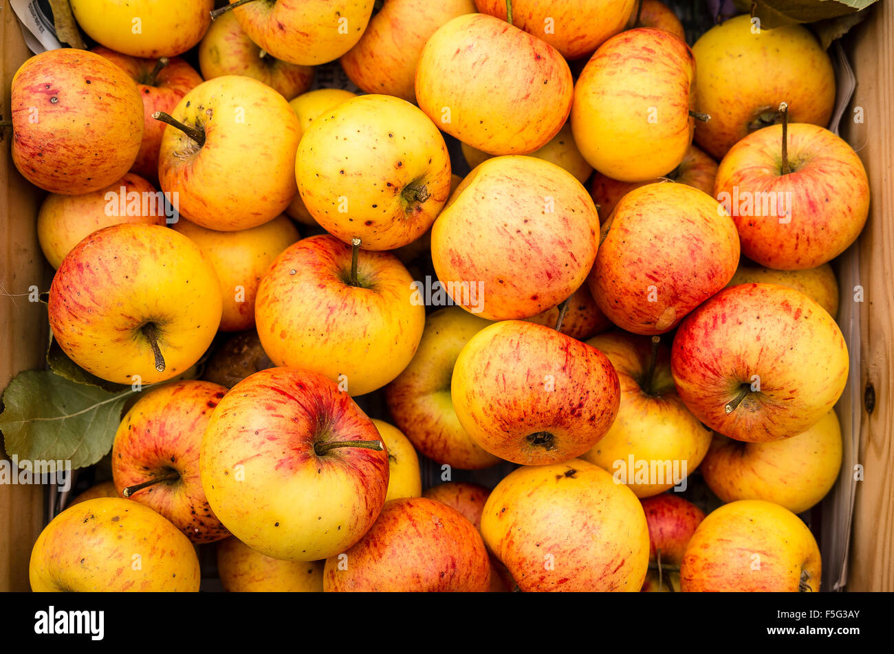 Sunset test garden hi-res stock photography and images - Alamy