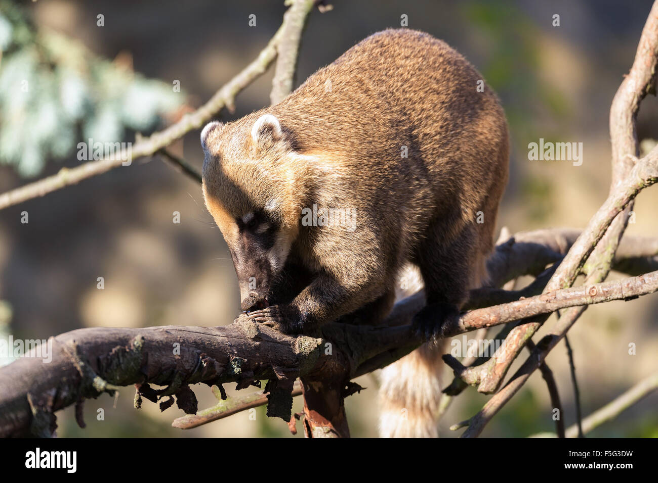 South American coati (Nasua nasua), known as the ring-tailed coati Stock Photo - Alamy