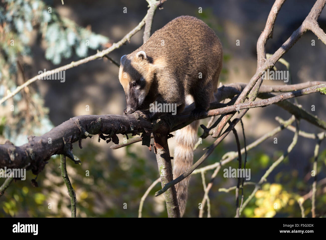 South American coati (Nasua nasua), known as the ring-tailed coati ...