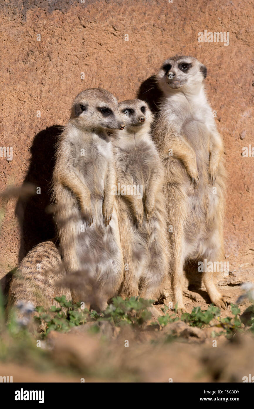 family of meerkat or suricate watching out for danger Stock Photo - Alamy