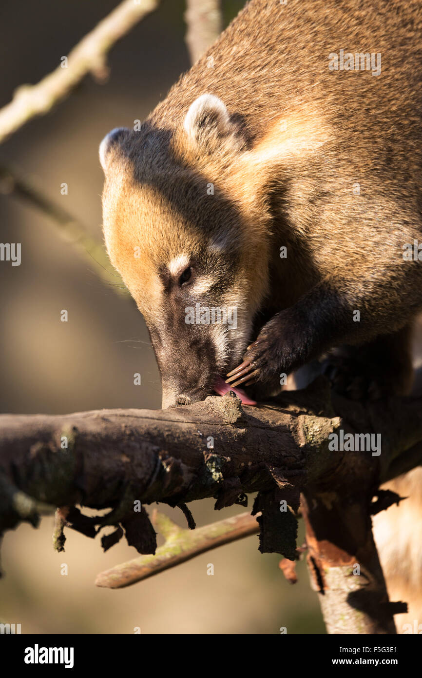 South American coati (Nasua nasua), known as the ring-tailed coati ...