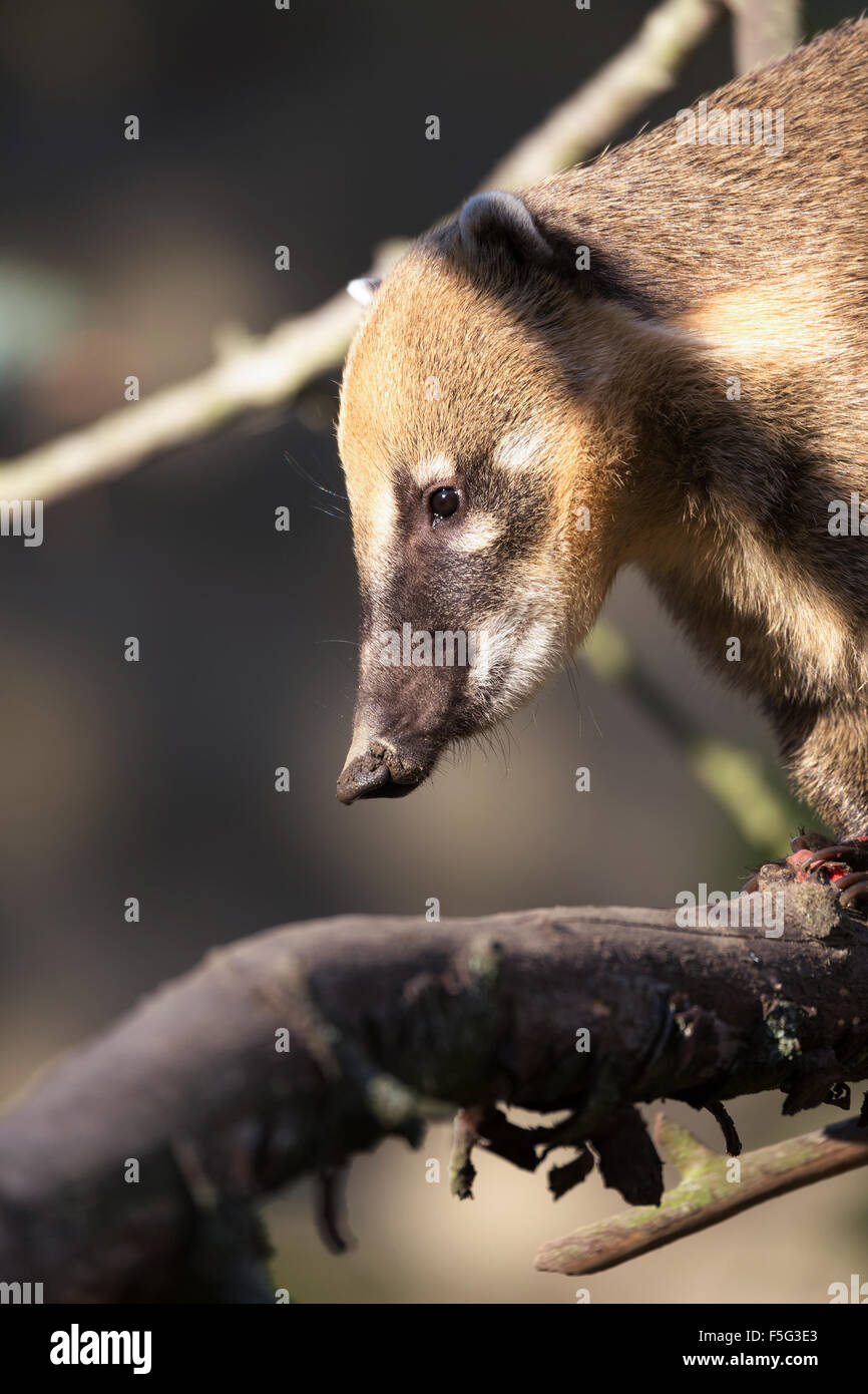 South American coati (Nasua nasua), known as the ring-tailed coati ...