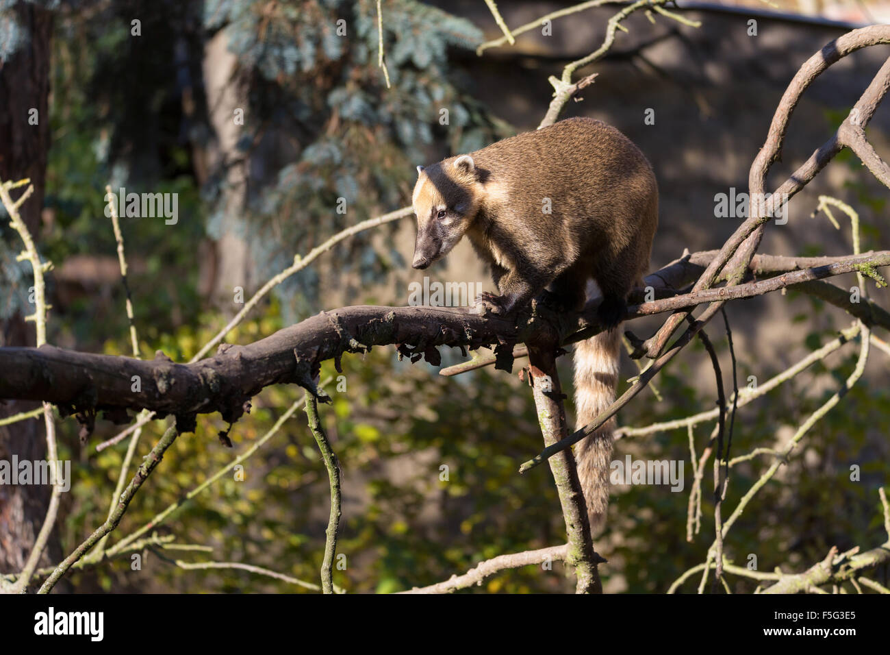 South American coati (Nasua nasua), known as the ring-tailed coati ...