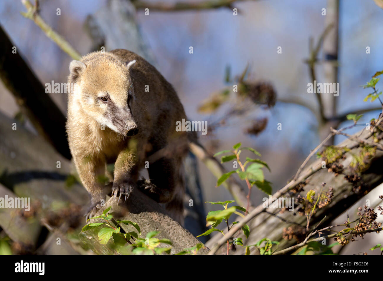South American coati (Nasua nasua), known as the ring-tailed coati Stock Photo - Alamy