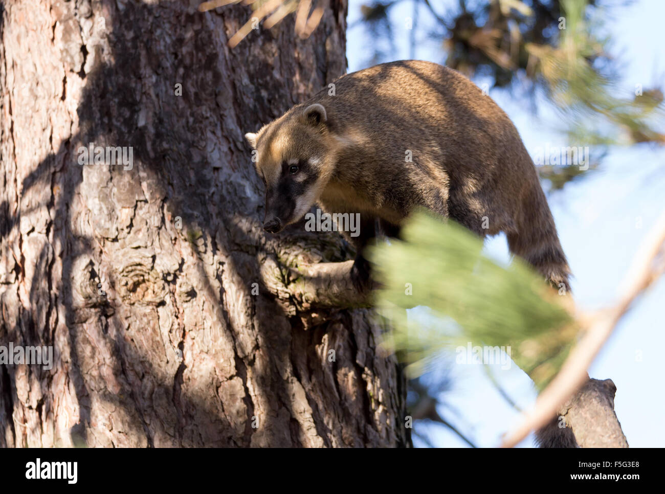 South American coati (Nasua nasua), known as the ring-tailed coati ...