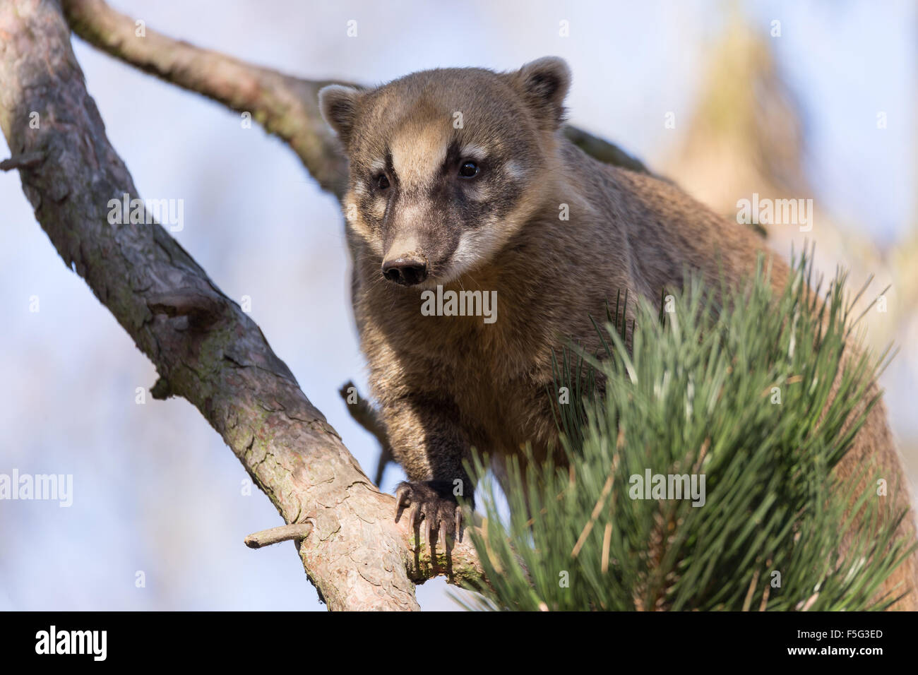 South American coati (Nasua nasua), known as the ring-tailed coati ...