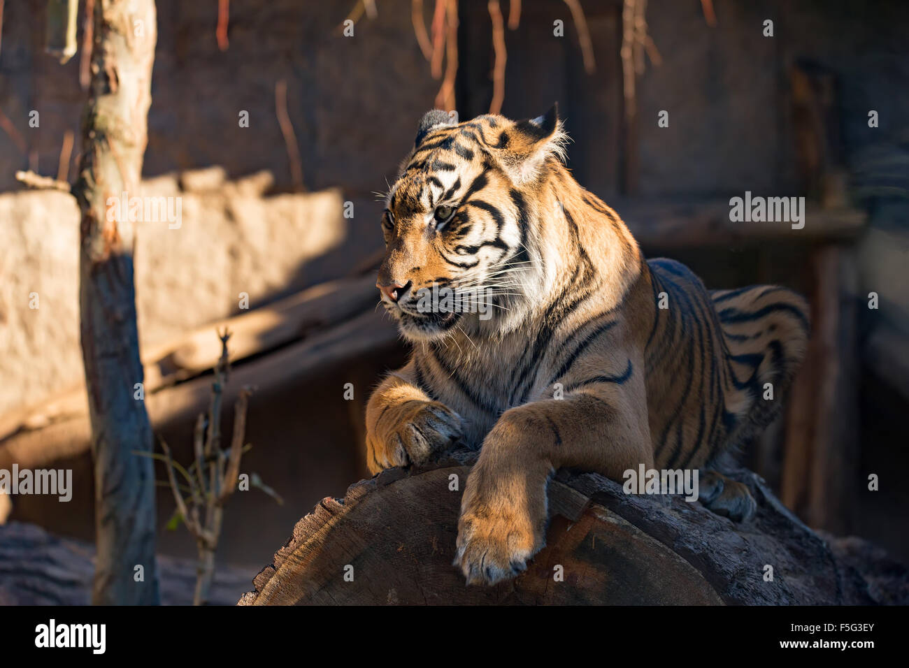 Sumatran tiger (Panthera tigris sumatrae) is a rare tiger subspecies ...