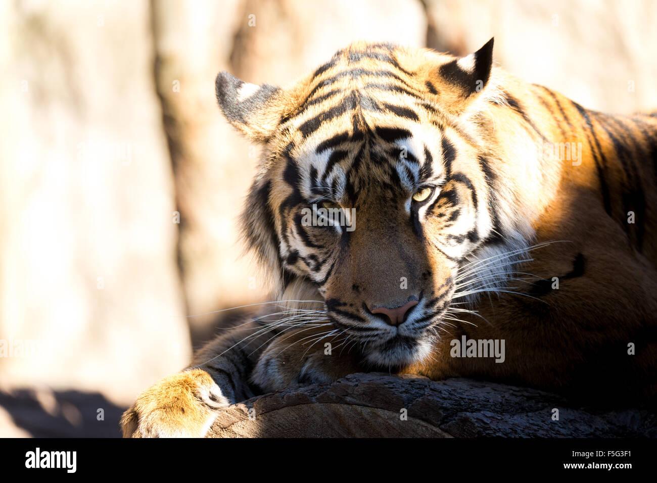 Sumatran tiger (Panthera tigris sumatrae) is a rare tiger subspecies ...