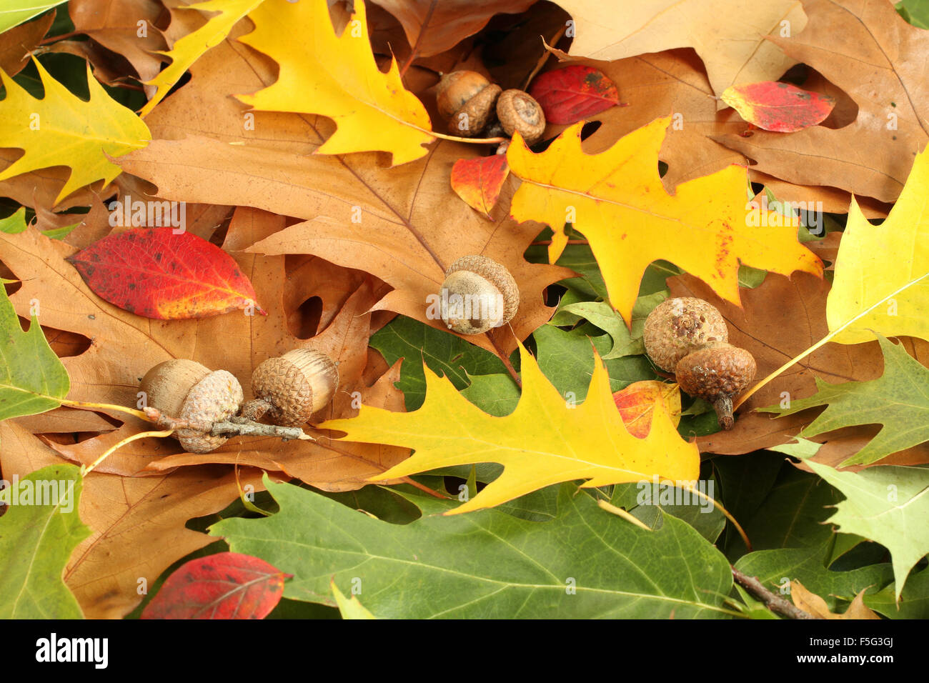 Autumn leaves background - oak leaves and acorns Stock Photo - Alamy