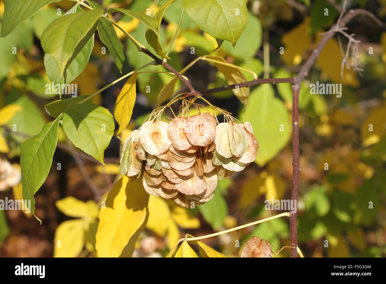 Autumn - green and yellow leaves and key fruits on ash tree Stock Photo ...