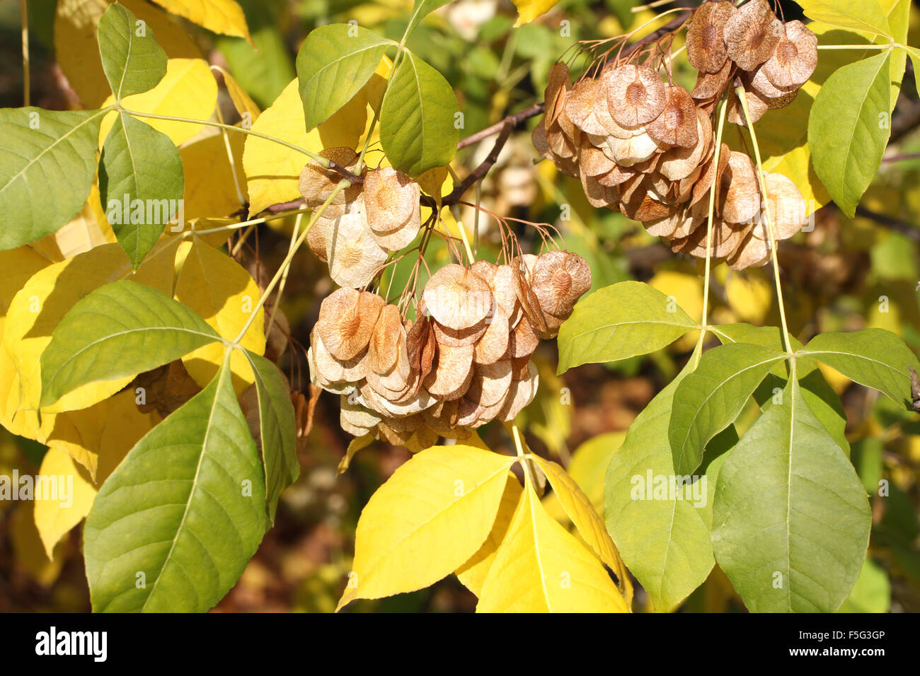 Falling fruit tree hi-res stock photography and images - Alamy