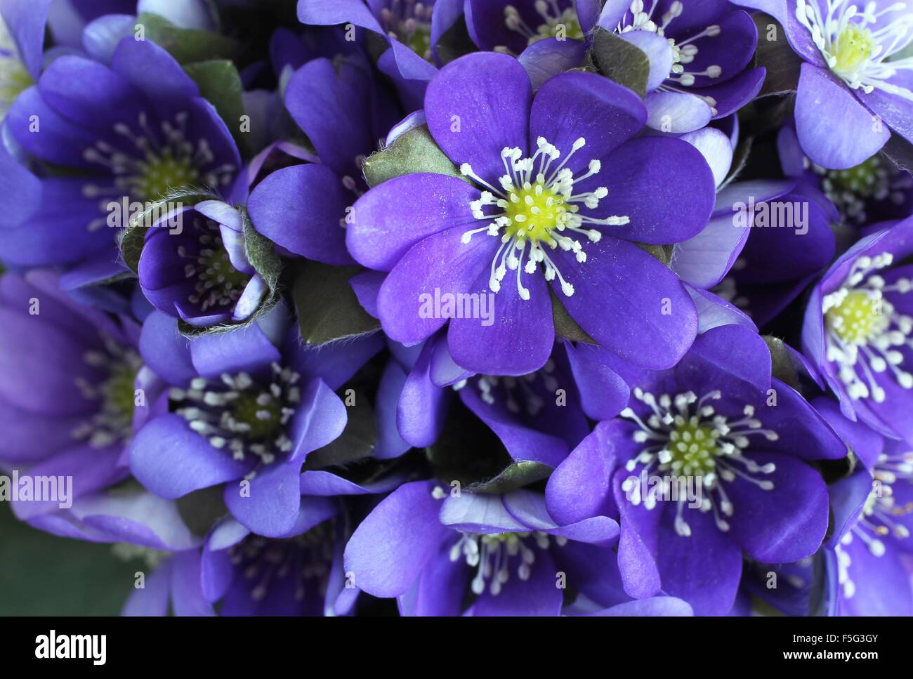 Spring flowers - purple hepatica bouquet. Closeup Stock Photo - Alamy