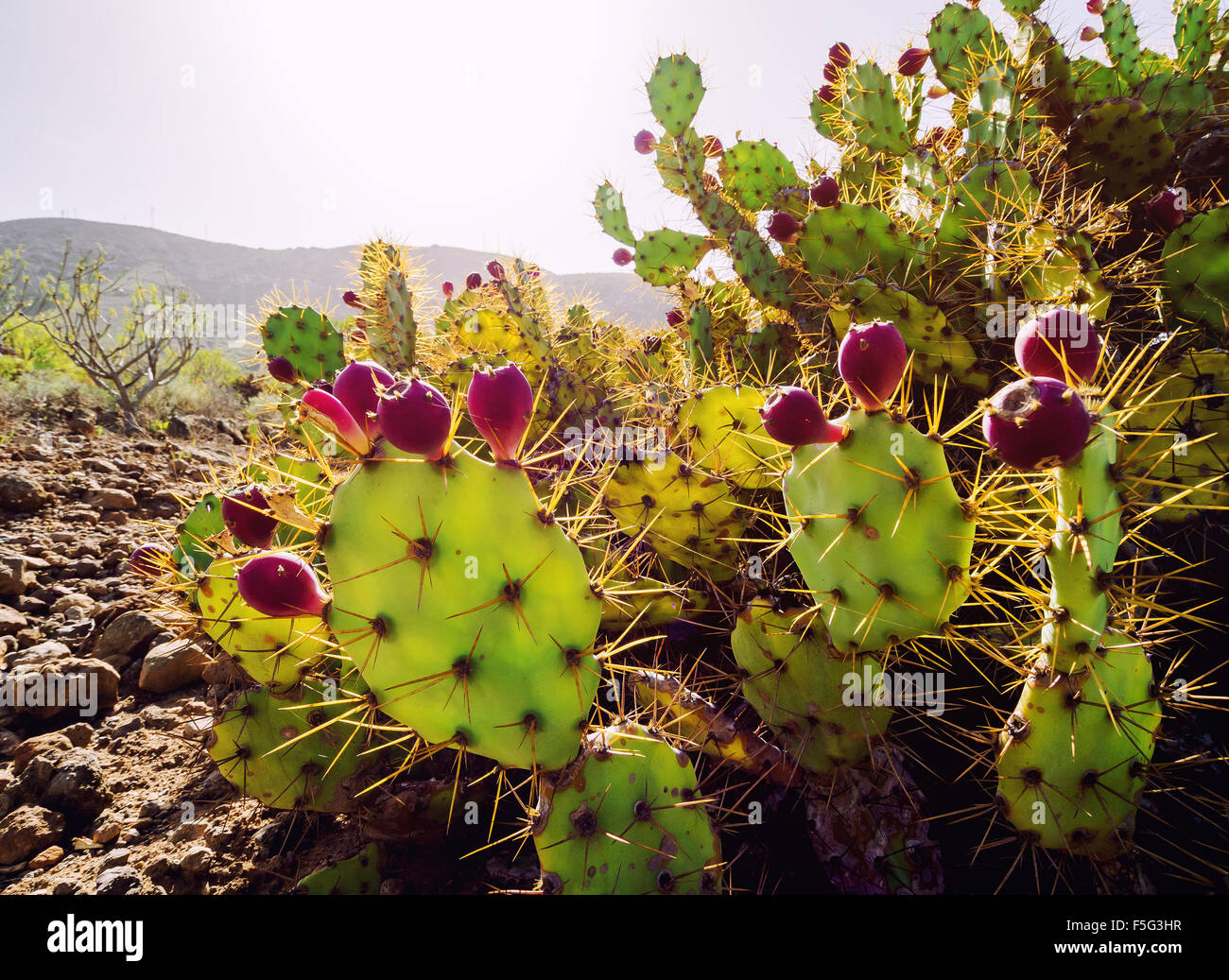 Ficus species hi-res stock photography and images - Alamy