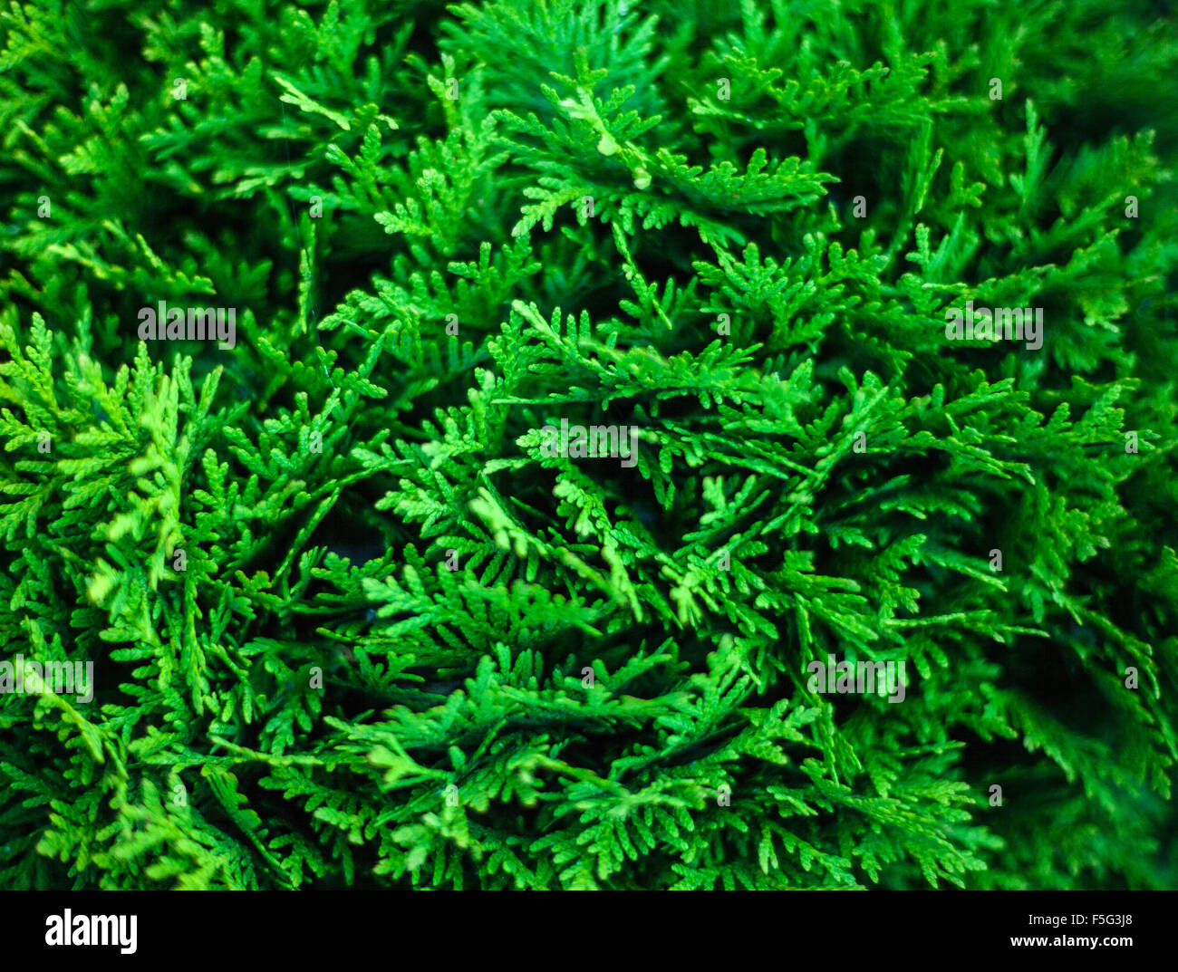 Background of Christmas tree branches Stock Photo - Alamy