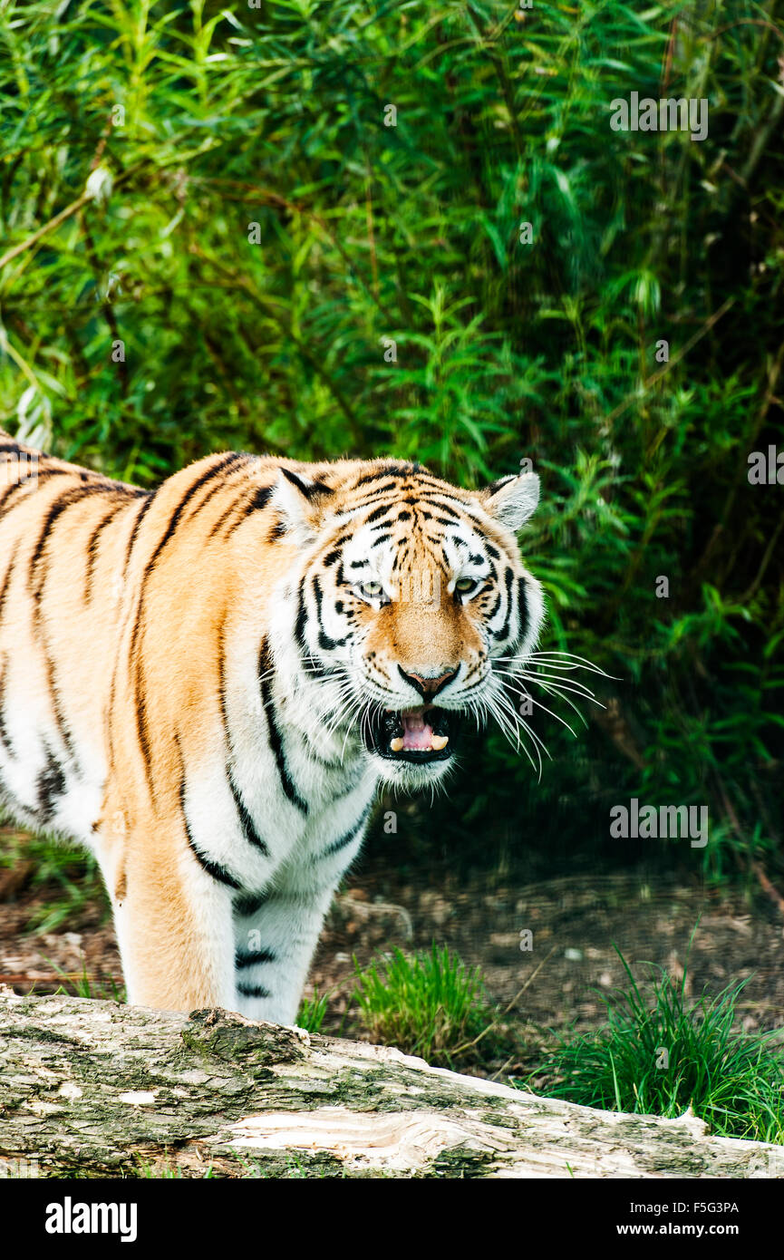 Amur cat hi-res stock photography and images - Alamy