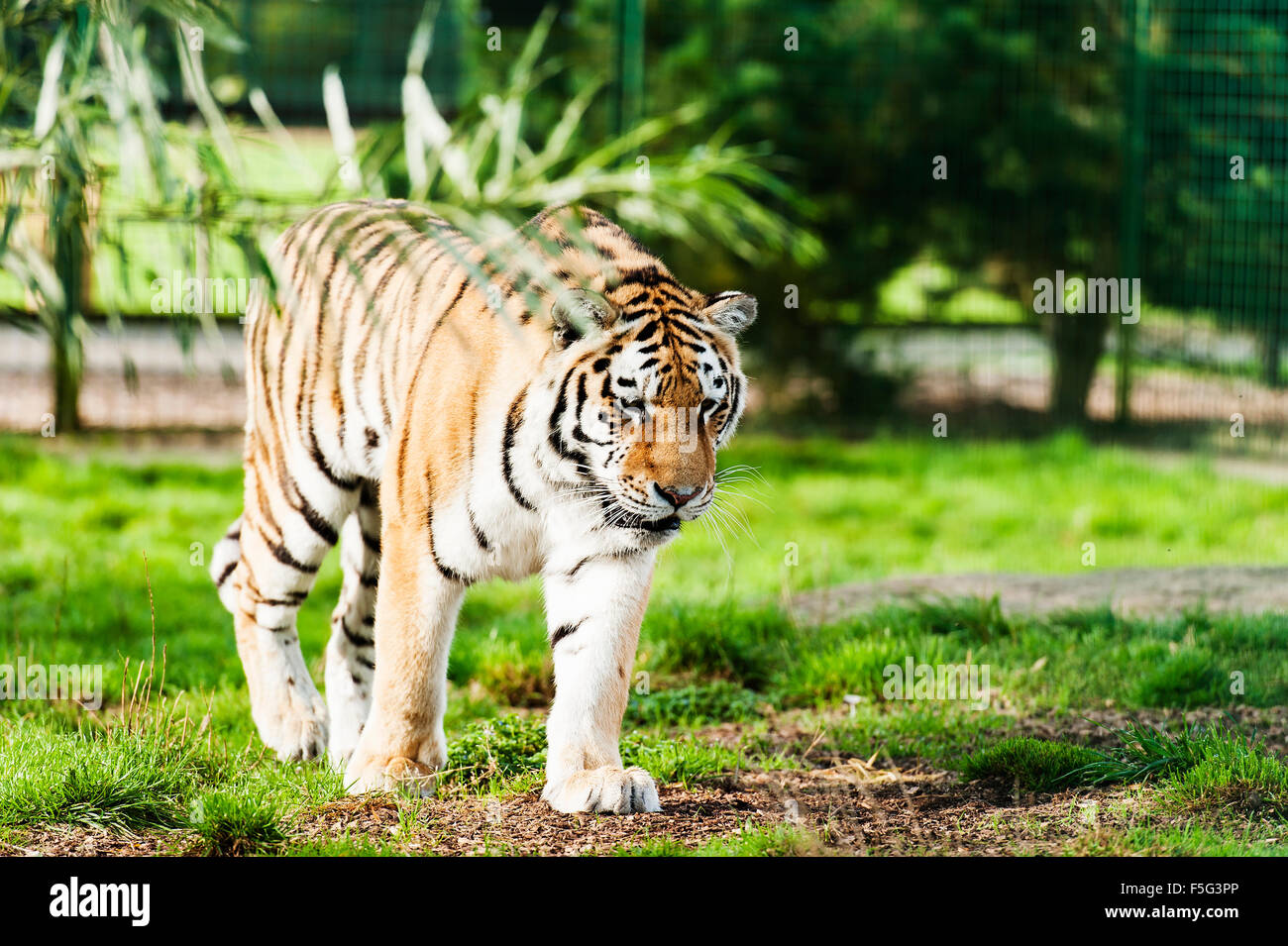 Amur cat hi-res stock photography and images - Alamy
