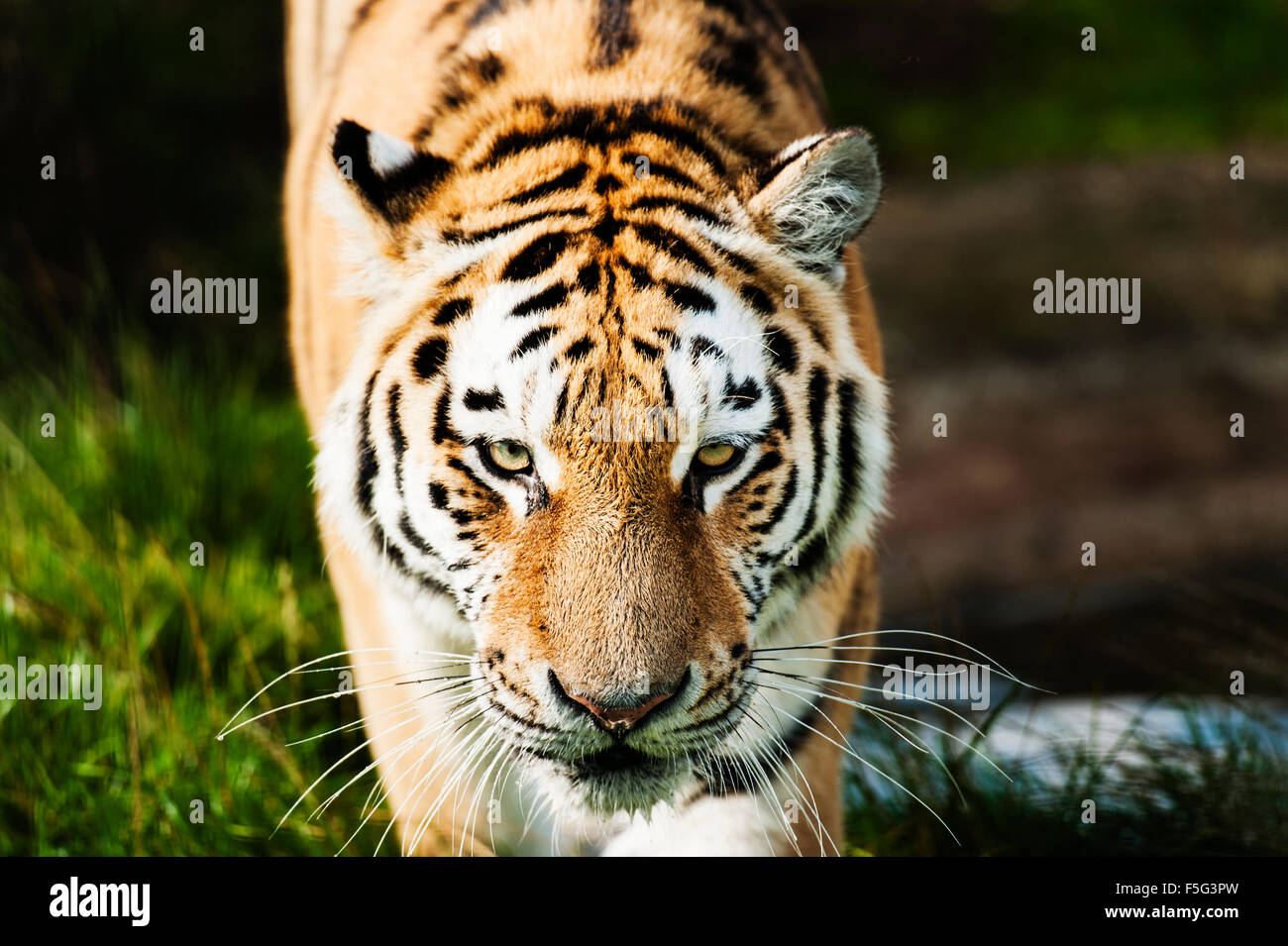 Amur cat hi-res stock photography and images - Alamy