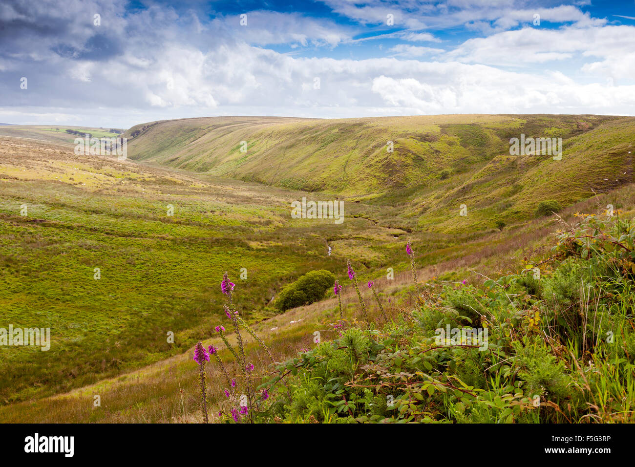 Foxgloves growing on the valley sides of the infant River Exe on Exmoor ...