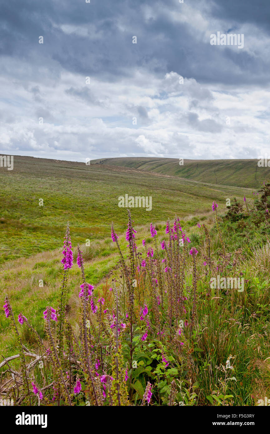 Foxgloves growing on the valley sides of the infant River Exe on Exmoor ...