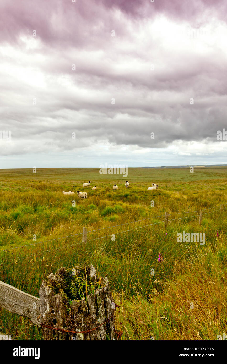 A flock of sheep gather at Exe Head, the source of River Exe on Exmoor ...