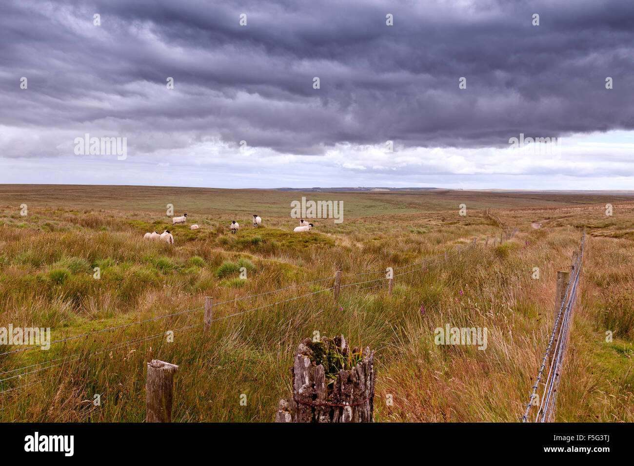 A flock of sheep gather at Exe Head, the source of River Exe on Exmoor ...