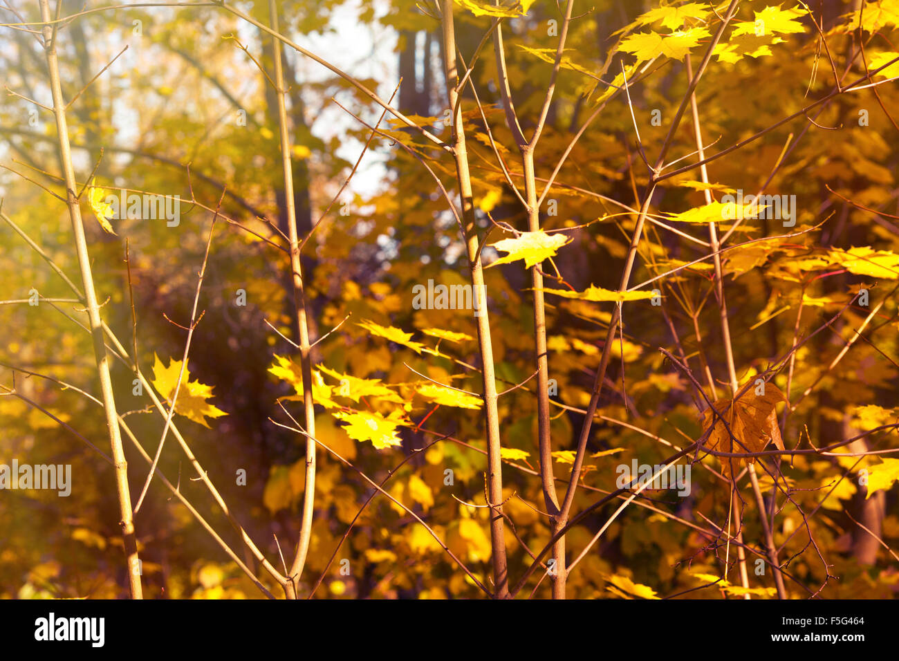 Autumn background yellow park nature Stock Photo - Alamy