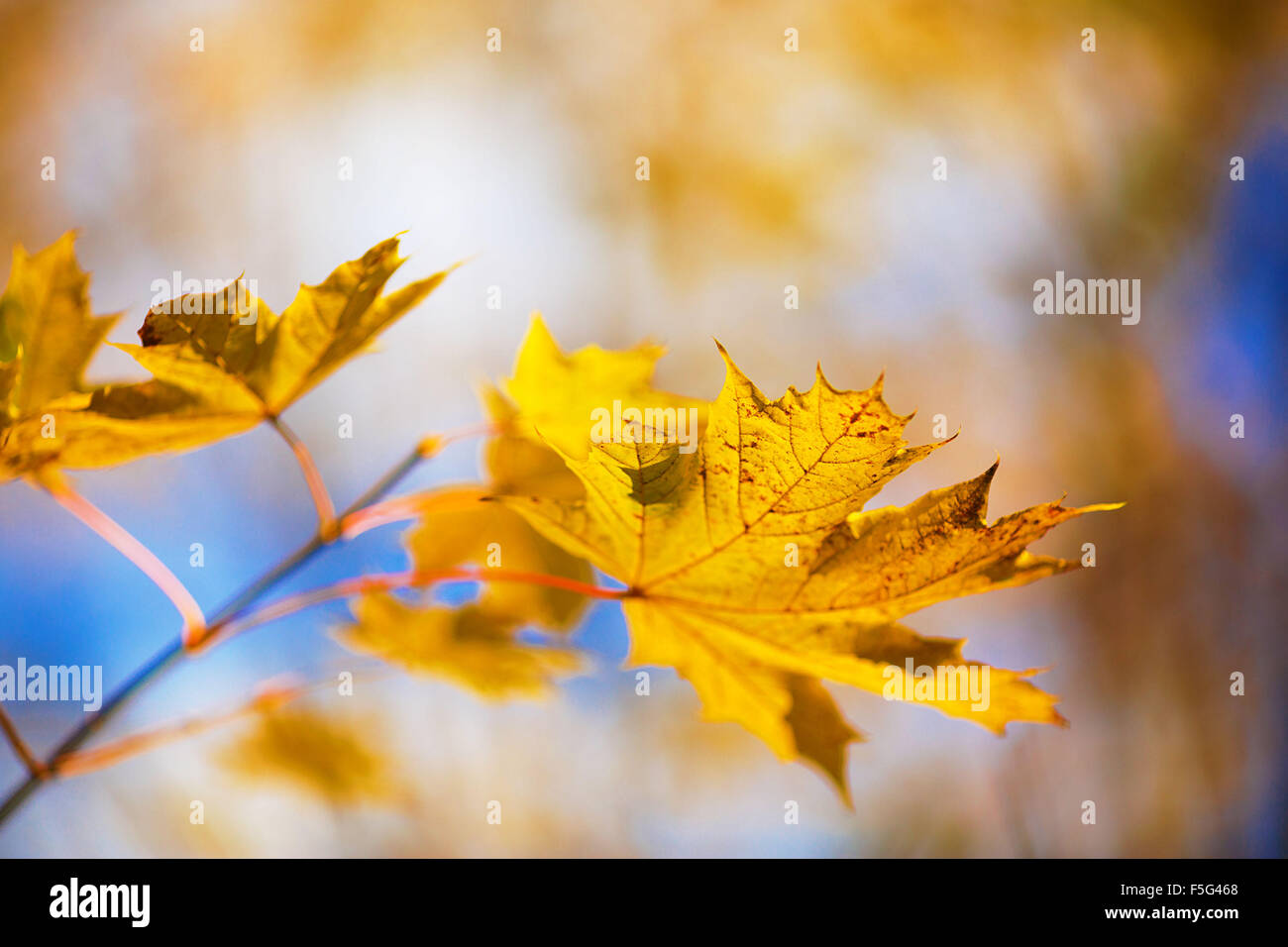 Autumn background yellow park nature Stock Photo - Alamy