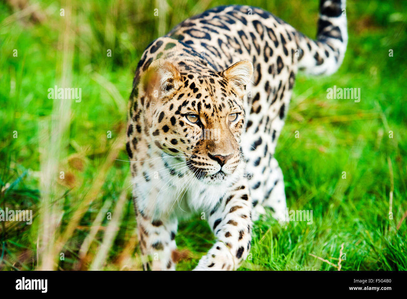 Amur leopard hi-res stock photography and images - Alamy