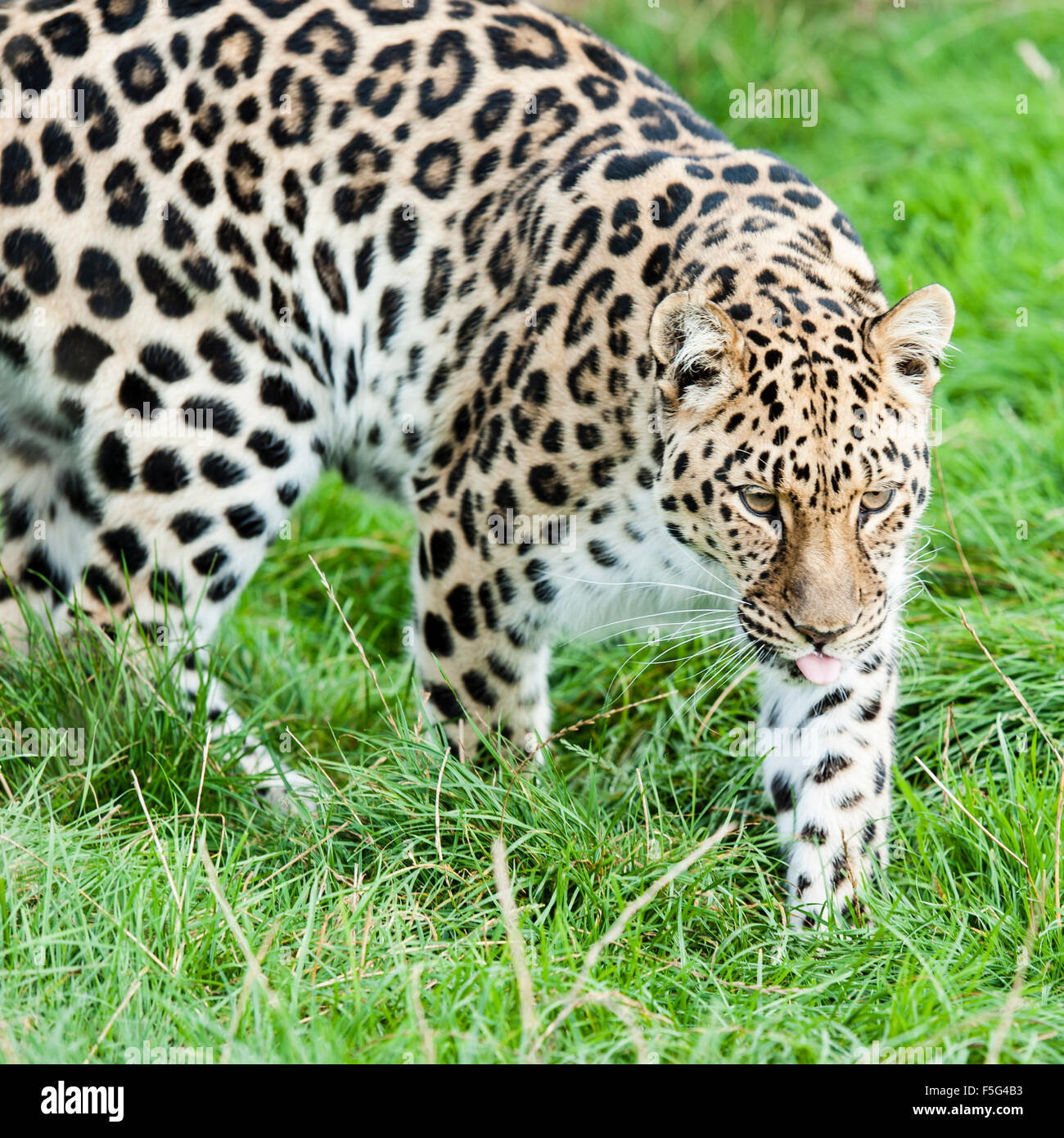An Amur Leopard, also known as the far east leopard Stock Photo - Alamy
