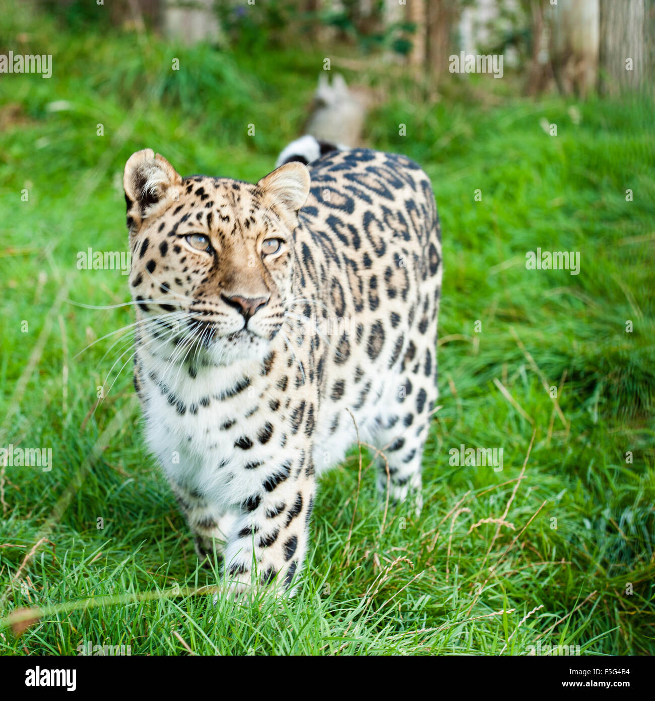 An Amur Leopard, also known as the far east leopard Stock Photo - Alamy