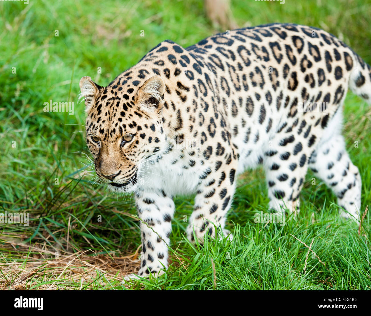 Far east leopard hi-res stock photography and images - Alamy