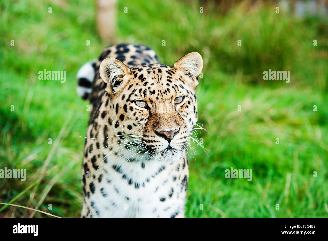 An Amur Leopard, also known as the far east leopard Stock Photo - Alamy