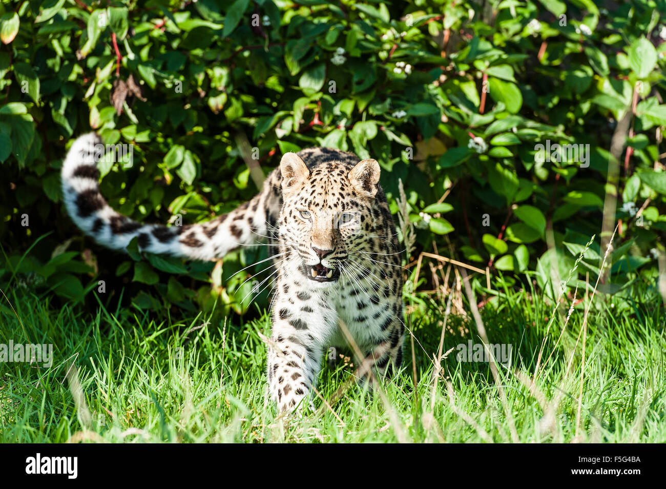 Amur leopard known far east hi-res stock photography and images - Alamy