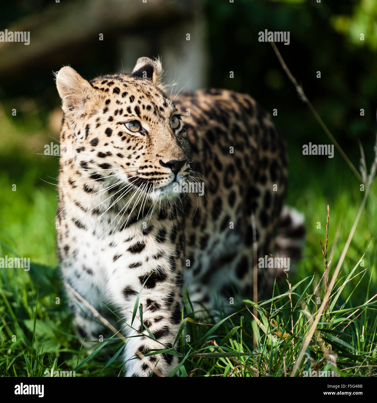 An Amur Leopard, also known as the far east leopard Stock Photo - Alamy
