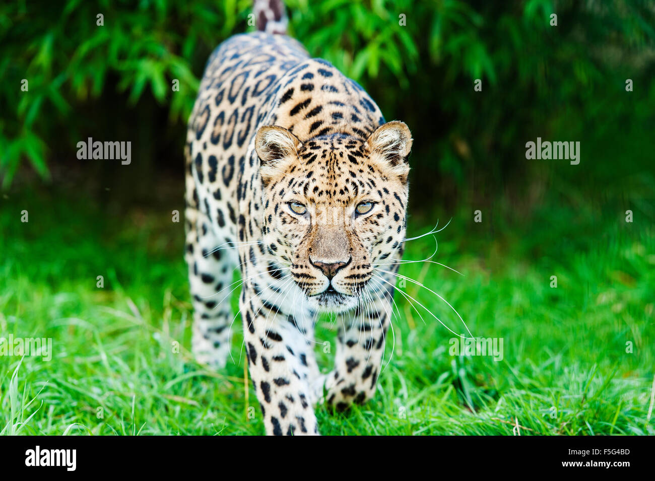 An Amur Leopard, also known as the far east leopard Stock Photo - Alamy