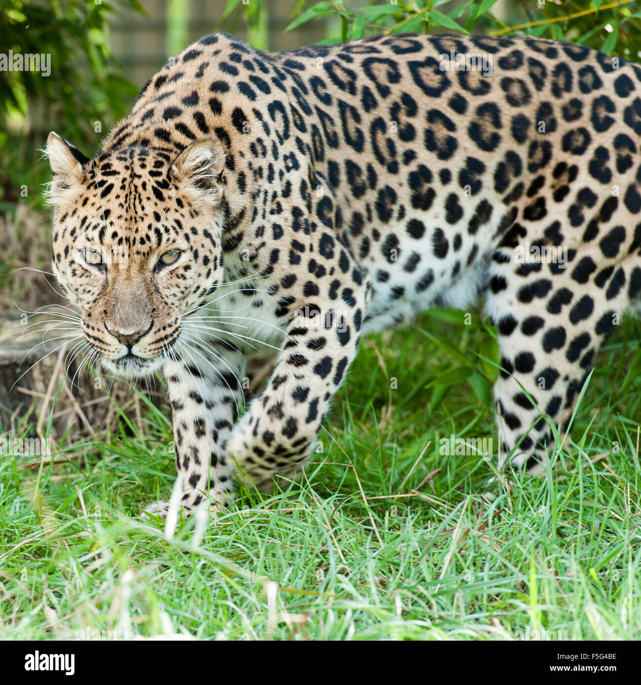 An Amur Leopard, also known as the far east leopard Stock Photo - Alamy