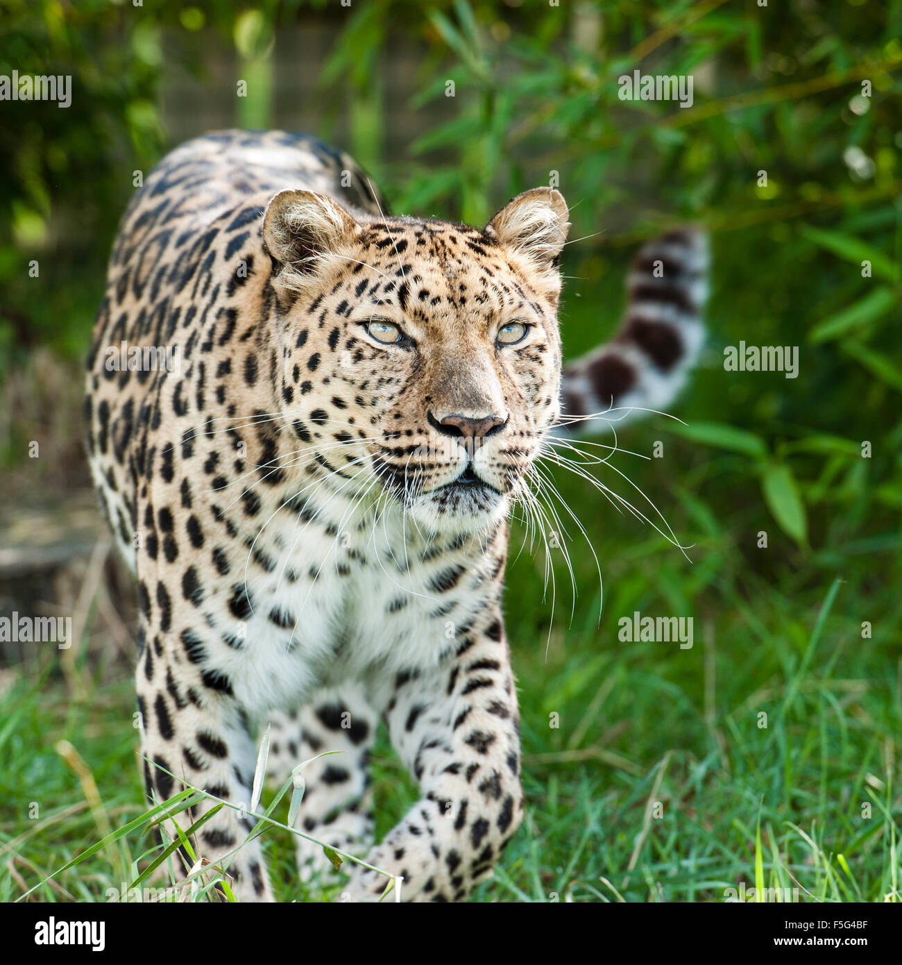An Amur Leopard, also known as the far east leopard Stock Photo - Alamy