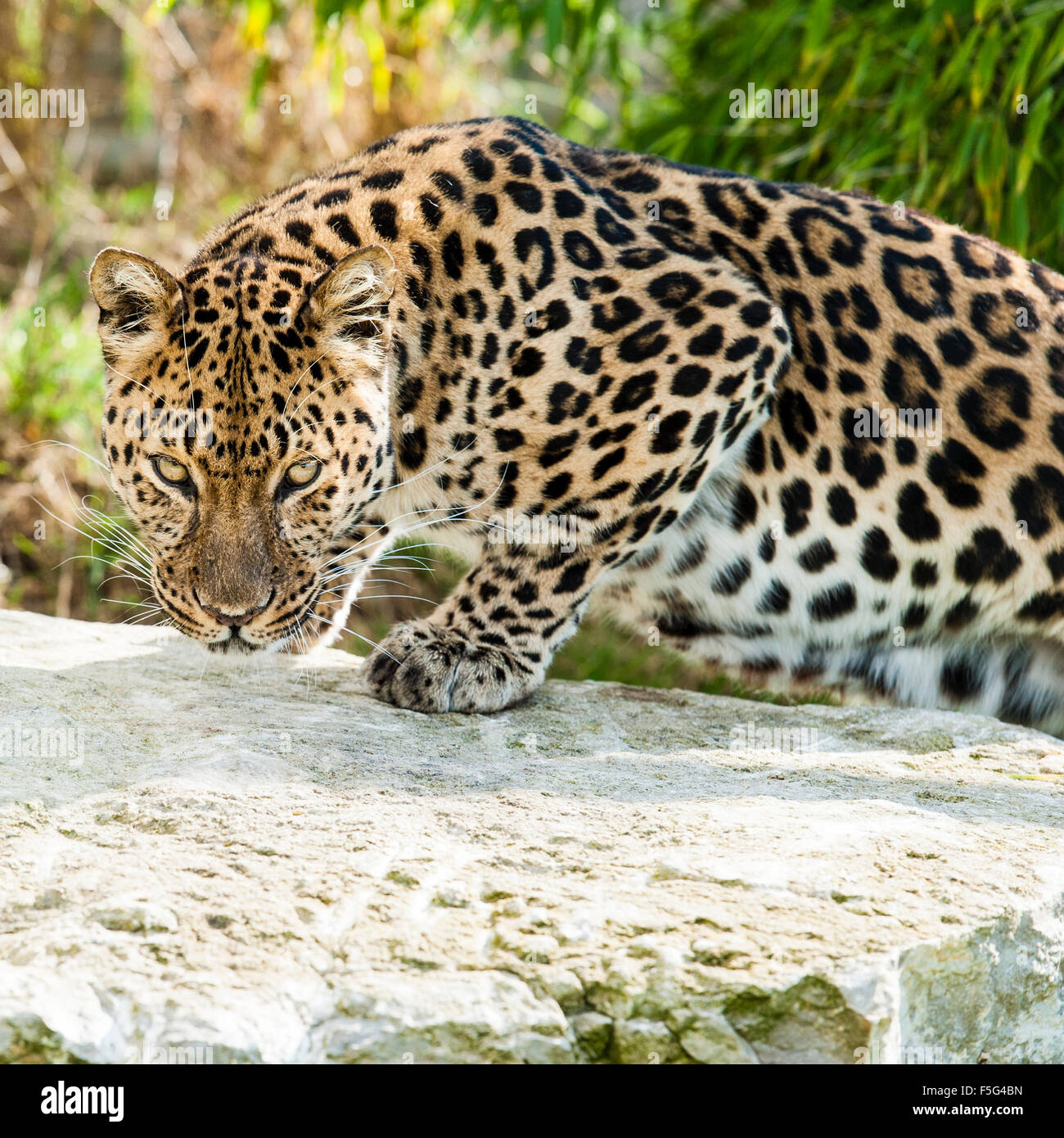An Amur Leopard, also known as the far east leopard Stock Photo - Alamy